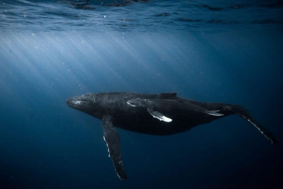 Honolulu: Scuba Diving for Certified Divers - Why Choose This Experience?