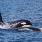 Hoonah: Whale Watching Cruise - Who Should Consider This Tour?