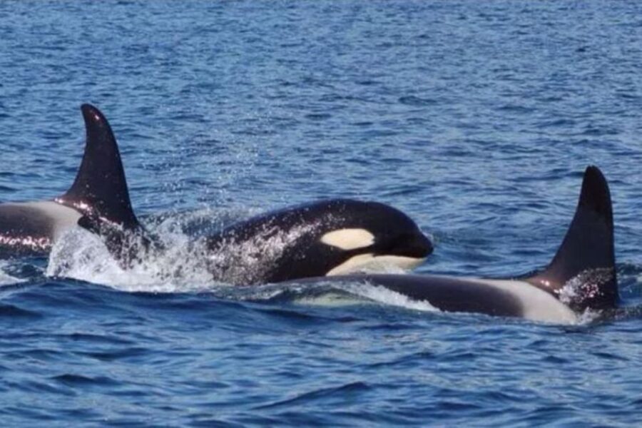 Hoonah: Whale Watching Cruise - Who Should Consider This Tour?