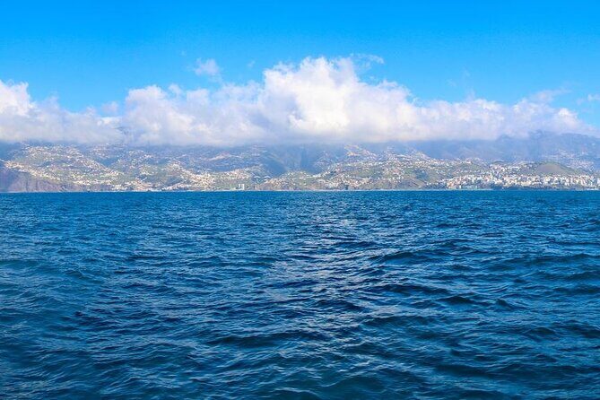 Hop-on Hop-off Bus Tour and Catamaran Whale & Dolphin Watching - Authentic Experiences and Real Traveler Insights
