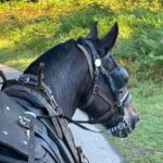 Horse-Drawn Carriage Tours in Killarney - The Experience: A Step-by-Step Breakdown