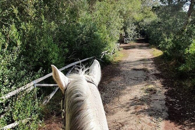 Horse ride in a Salento Nature Reserve with transfer from Lecce - Transportation and Group Size