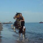 Horse Riding in Manavgat Side Forest and Beach - Why Travelers Love This Tour