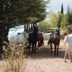 Horse Riding Madrid Natural Park (long Trip) - Who Should Consider This Tour?