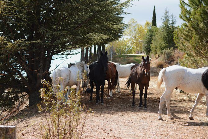 Horse Riding Madrid Natural Park (long Trip) - Who Should Consider This Tour?