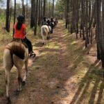 Horseback Ride on Scenic Lake Louisa Trails - The Itinerary: What Can You Expect?