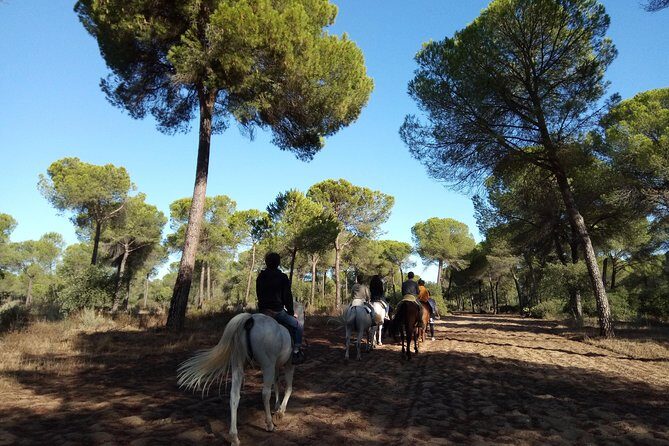 Horseback Riding Experience in Aljarafe, Doñana park from Seville - Final Thoughts