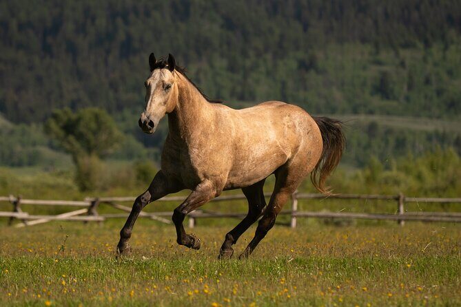 Horseback Riding with Grand Teton Views in Jackson Hole - What Makes This Tour Stand Out?