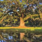 Houmas House Plantation Guided Tour - The Value of the Tour