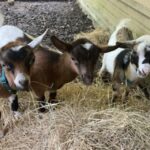 Houston: Adorable mini goats experience e - The Value of a Short but Sweet Visit