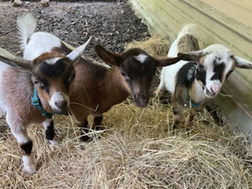 Houston: Adorable mini goats experience e - The Value of a Short but Sweet Visit