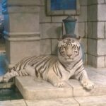 Houston City Tour and Downtown Aquarium All Rides Pass - The Itinerary Breakdown