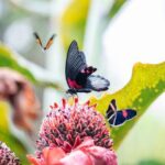 Houston Museum of Natural Science and Cockrell Butterfly Center - A Closer Look at Insects