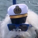 Howl O Ween Doggy Costume Party Cruise - Who It’s Best For