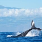 Humpback Whale and Dolphin Watch in Kona - Who is this tour best for?