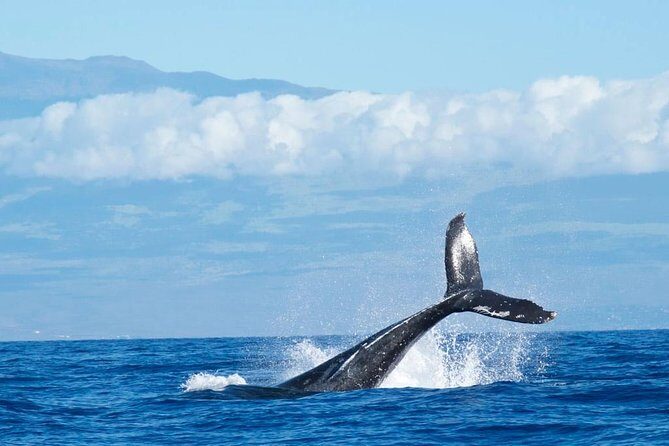 Humpback Whale and Dolphin Watch in Kona - Who is this tour best for?