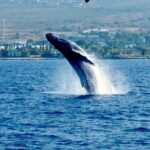 Humpback Whale Watching in Kailua-Kona Hawaii - Authentic Experiences and Traveler Insights