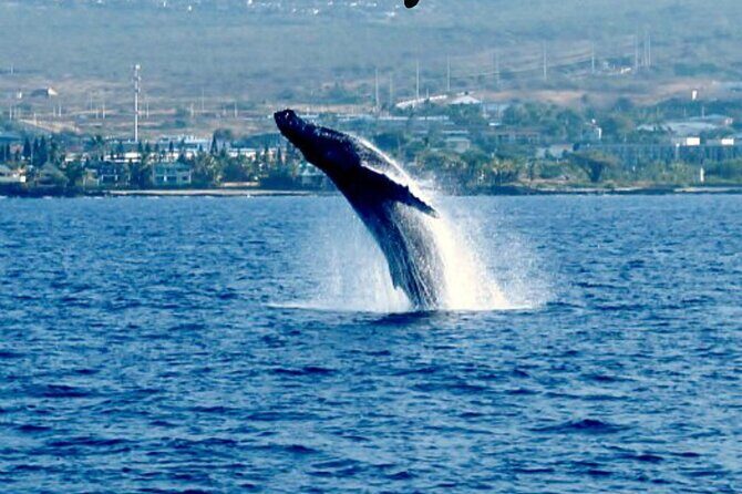 Humpback Whale Watching in Kailua-Kona Hawaii - Authentic Experiences and Traveler Insights
