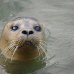 Hunstanton SEA LIFE Sanctuary General Admission Ticket - A Closer Look at the Itinerary
