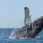 Húsavík: Traditional Whale Watching by Local Family Company - The Itinerary: What to Expect