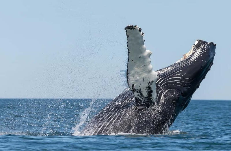 Húsavík: Traditional Whale Watching by Local Family Company - The Itinerary: What to Expect