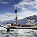 Húsavík: Whale-Watching Cruise and Puffins Guided Tour - Who Will Love This Tour?