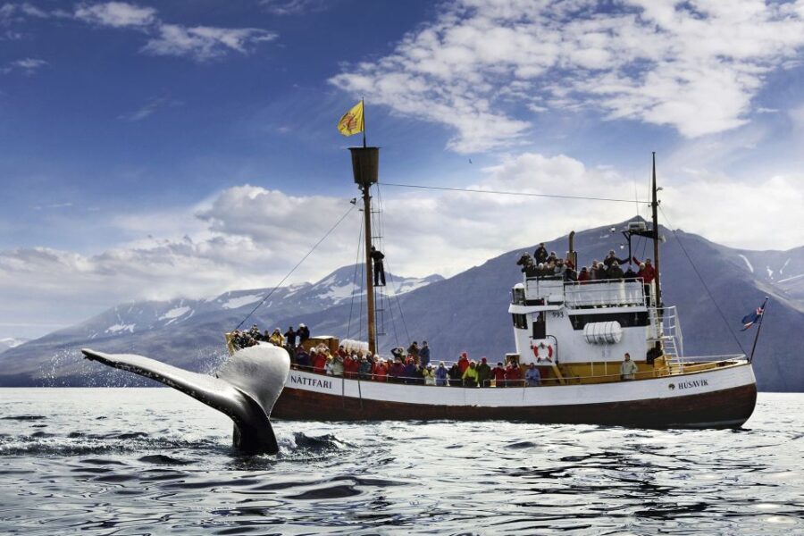 Húsavík: Whale-Watching Cruise and Puffins Guided Tour - Who Will Love This Tour?