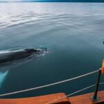 Husavik: Whale Watching on a Carbon Neutral Oak Boat - The Technical and Practical Aspects