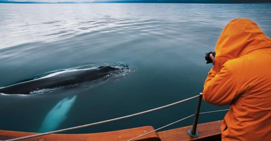 Husavik: Whale Watching on a Carbon Neutral Oak Boat - The Technical and Practical Aspects