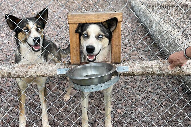 Husky cuddle at Fjälläventyr Dog Park - admission ticket - An In-Depth Look at Fjälläventyr Dog Park Experience