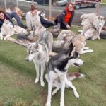 Husky Petting in Akureyri (private) - The Authentic Icelandic Experience You Can’t Miss