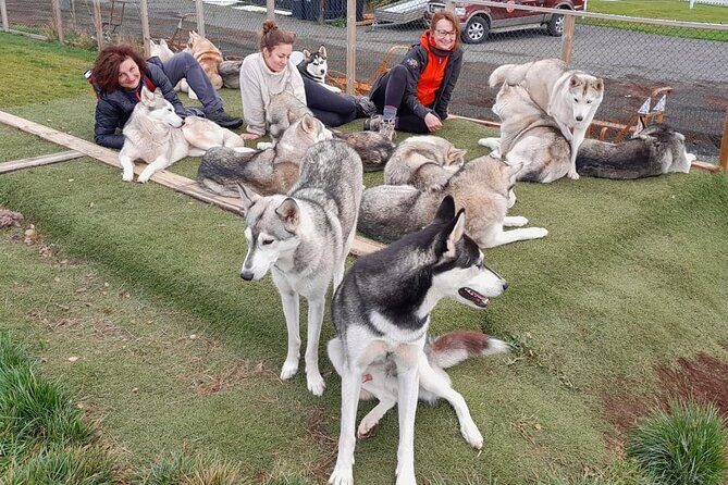 Husky Petting in Akureyri (private) - The Authentic Icelandic Experience You Can’t Miss
