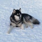 Husky safari - Authenticity and Value: What Travelers Say