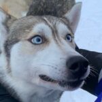Husky Safari from Levi 2 KM or 5 KM with Husky Sledge Ride - The Small Group and Personalized Service