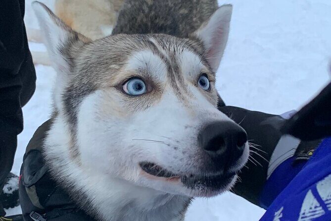 Husky Safari from Levi 2 KM or 5 KM with Husky Sledge Ride - The Small Group and Personalized Service