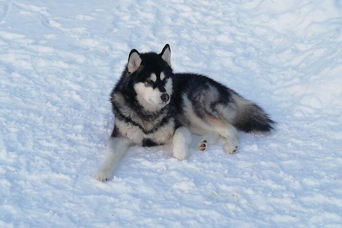 Husky safari - Authenticity and Value: What Travelers Say