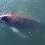 Iceland Super Saver: Northern Lights Cruise plus Whale-Watching Tour from Reykjavik - Analyzing the Value
