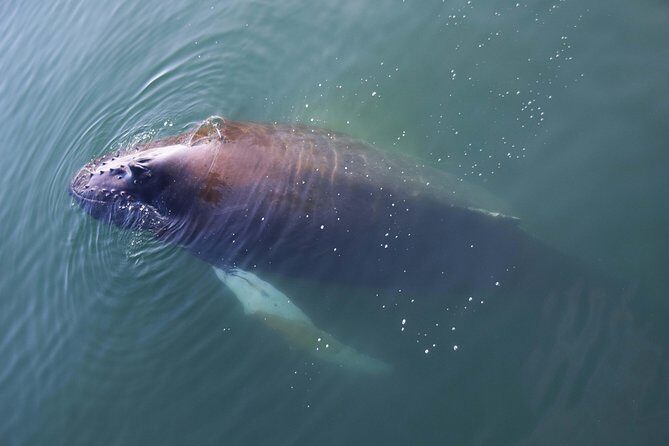 Iceland Super Saver: Northern Lights Cruise plus Whale-Watching Tour from Reykjavik - Analyzing the Value