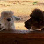 Icons of the West: Black Hills & Badlands 3-Day Tour - Day 2: Small Town Charm and Wyoming Wonders