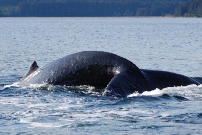 Icy Strait Shore Excursion: Whale Watching Adventure Tour - Practical Details: Food, Comfort, and Timing