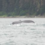 Icy Strait Whale & Wildlife Endeavor - The Itinerary: What to Expect
