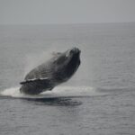 'Imiloa Express Whale Watch and Cocktail Tour - A Closer Look at the Itinerary