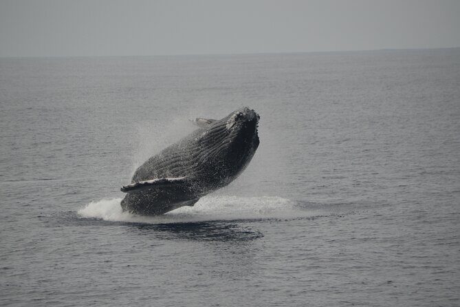 'Imiloa Express Whale Watch and Cocktail Tour - A Closer Look at the Itinerary