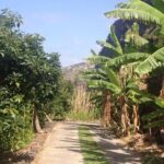 Incredible tour to a 'Faja' with a story - The Experience in Detail: What Travelers Are Saying