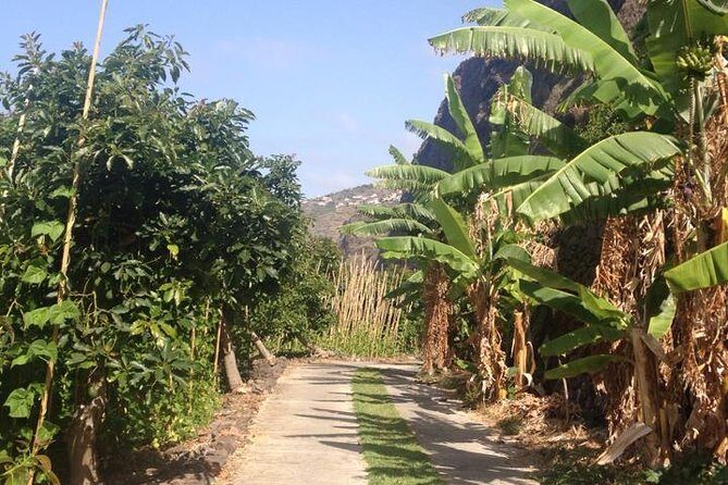 Incredible tour to a 'Faja' with a story - The Experience in Detail: What Travelers Are Saying