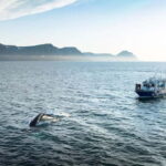 Ísafjörður: Westfjords Whale Watching Boat Tour - FAQs