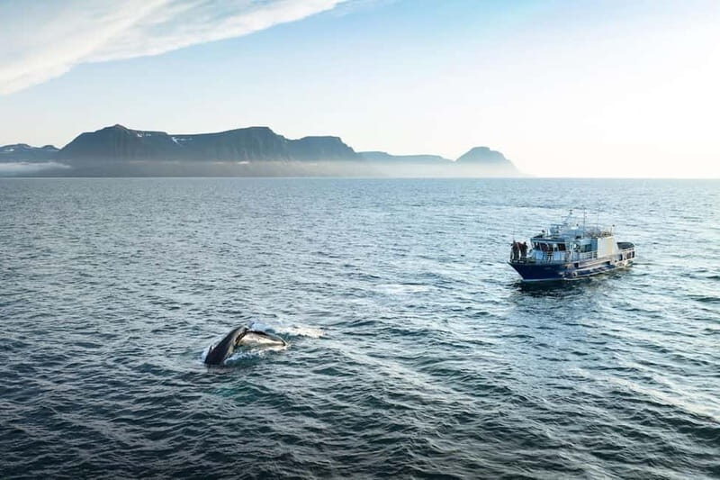 Ísafjörður: Westfjords Whale Watching Boat Tour - FAQs
