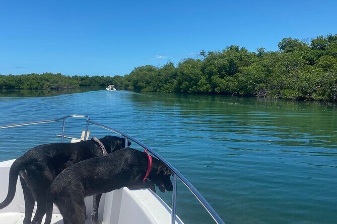 Island Hop Sandbar Adventure - Real Traveler Insights: What People Say