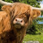 Isle of Lewis and Harris 5 Day Tour from Edinburgh - What Travelers Say