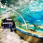 Istanbul Aquarium and Aqua Florya Shopping Mall Tour - What Real Travelers Are Saying